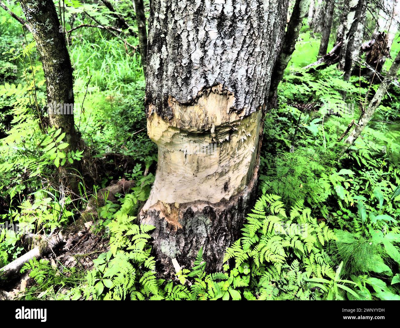 A tree gnawed by a beaver. Damaged bark and wood. The work of a beaver ...