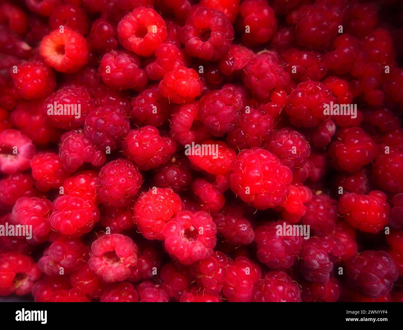 Raspberry background. Large, red, fresh, first-class berries of garden ...