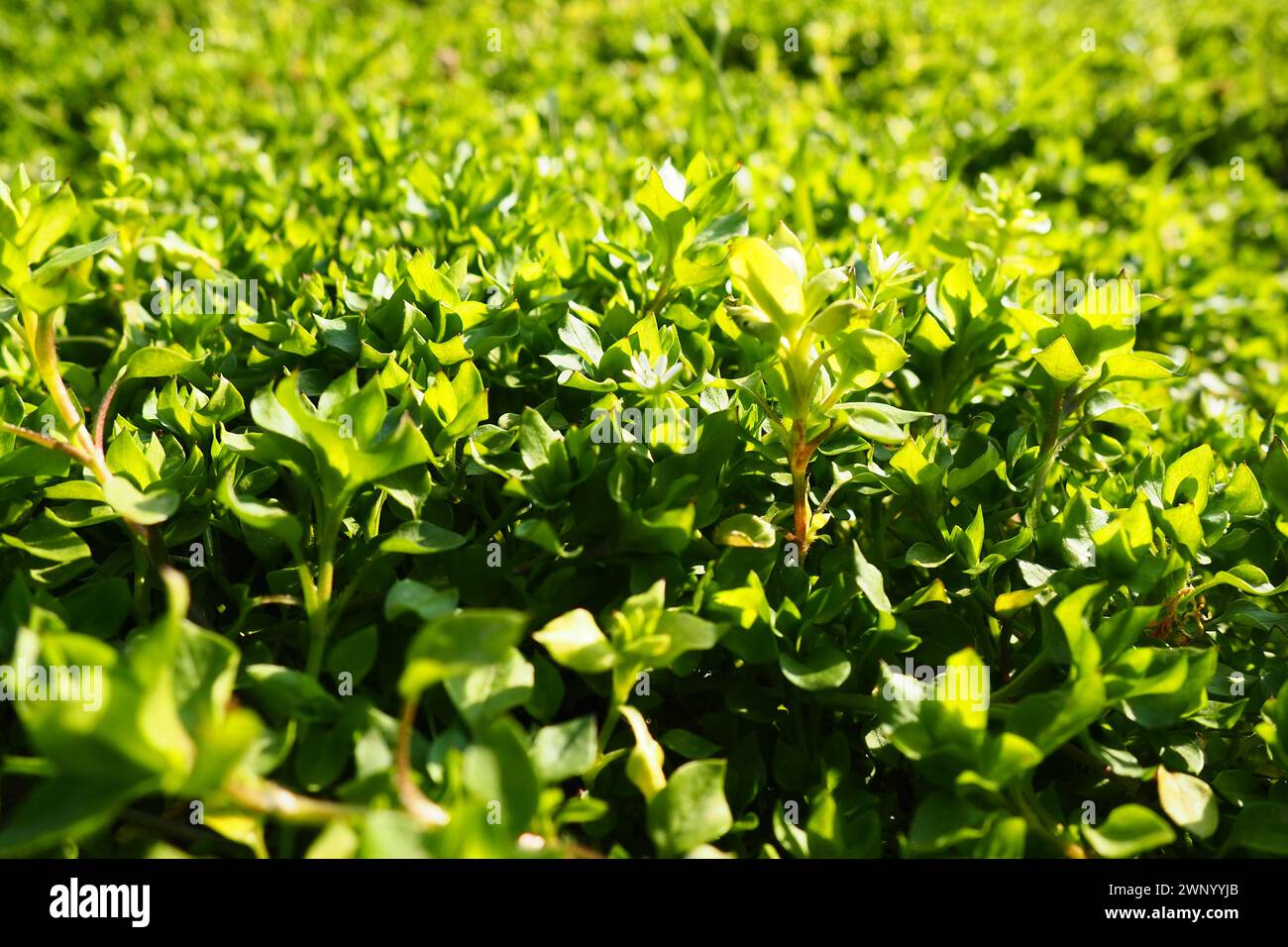 Stellaria media is a species of plant in the genus Stellaria of the ...