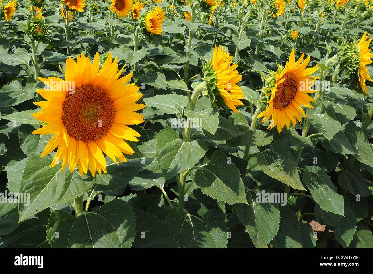 Agricultural sunflowers field. The Helianthus sunflower is a genus of plants in the Asteraceae ...