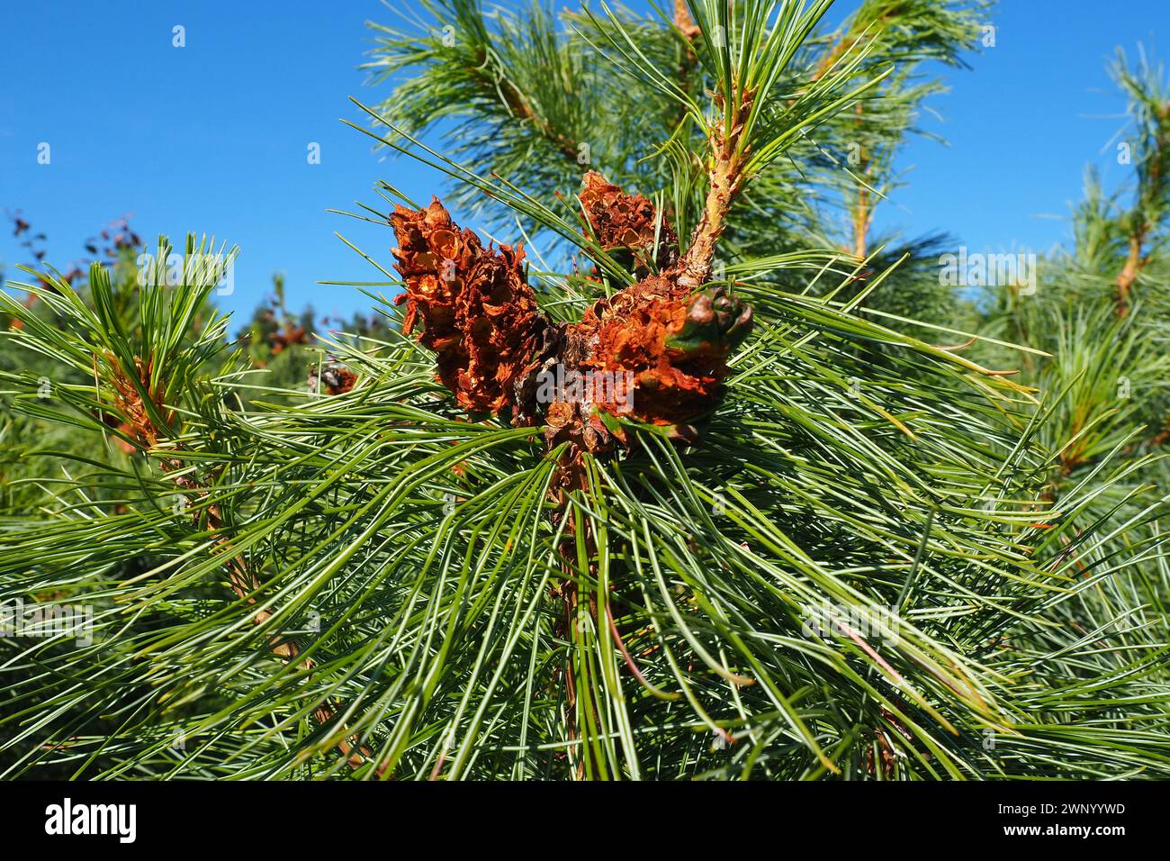 Pine branches at the golden hour in the evening. Pinus pine, a genus of ...