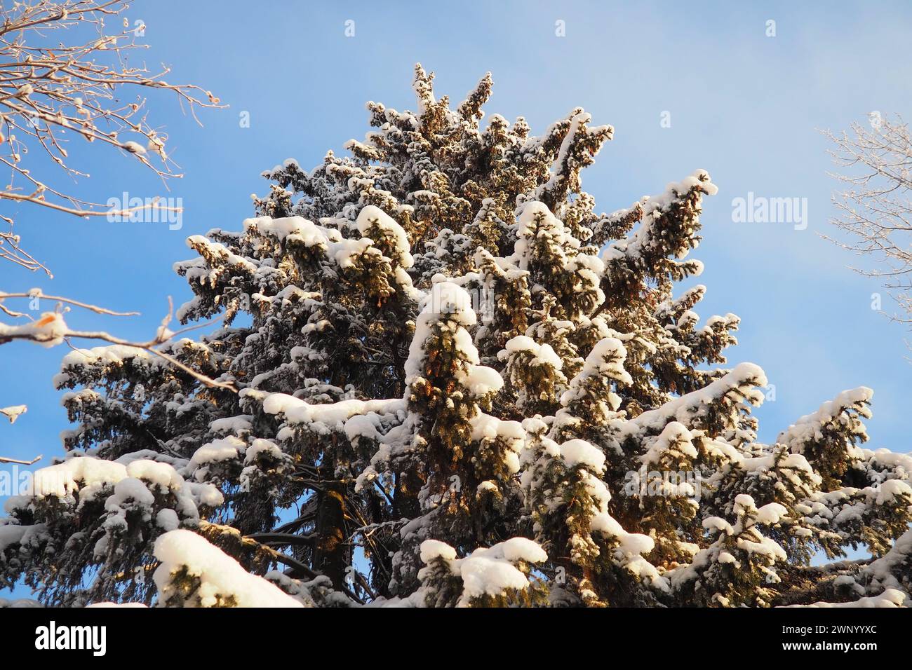 Spruce Picea is a coniferous evergreen tree of the Pine family Pinaceae ...