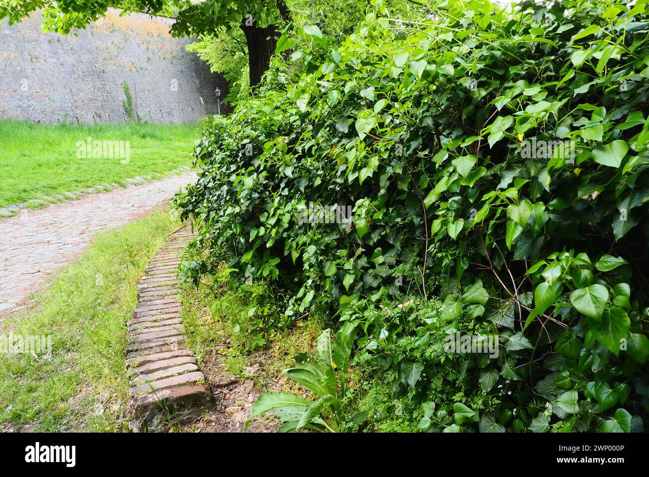 Leaves and young shoots of ivy climb up the wall. European forest ...