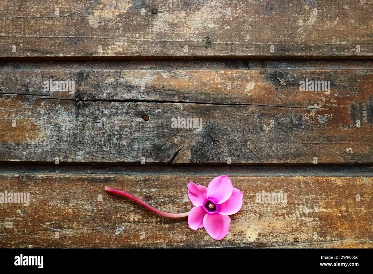 Cyclamen flower side view on shabby wooden background. One flower with ...