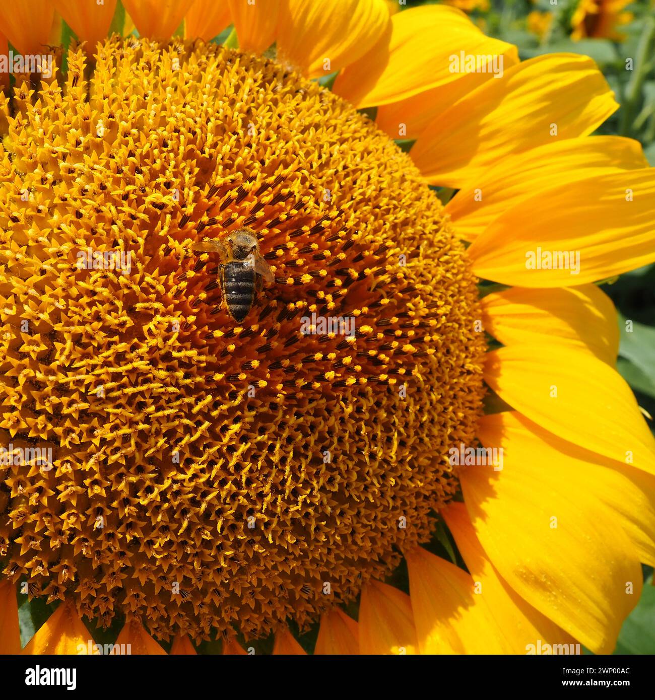 The Helianthus sunflower is a genus of plants in the Asteraceae family ...