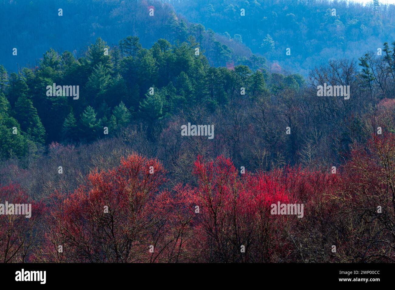 Tree Buds, Early Spring, Cherokee Indian Reservation, Big Cove, NC ...