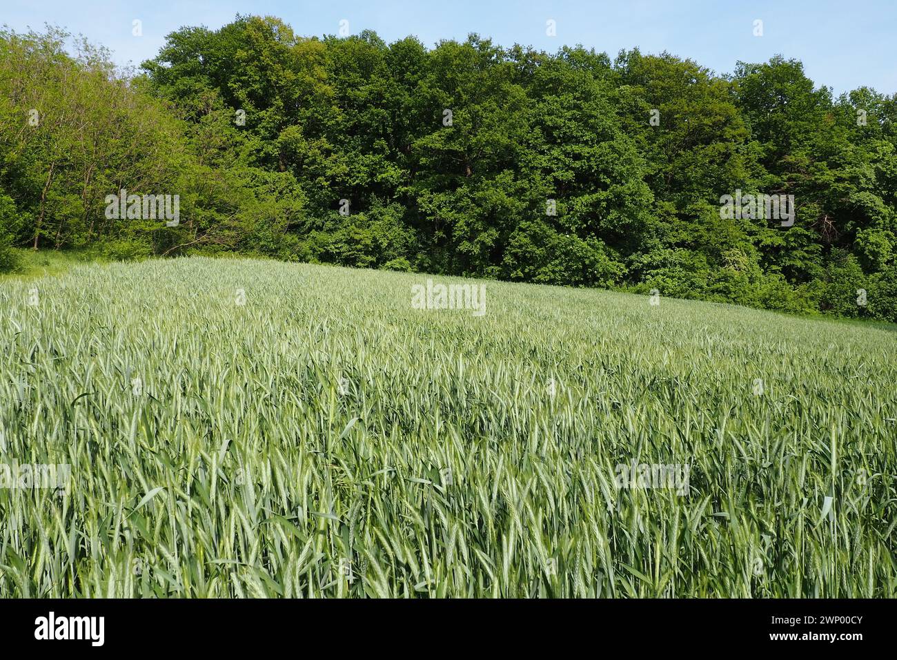 Wheat grows in the field. Triticum wheat is a genus of herbaceous ...