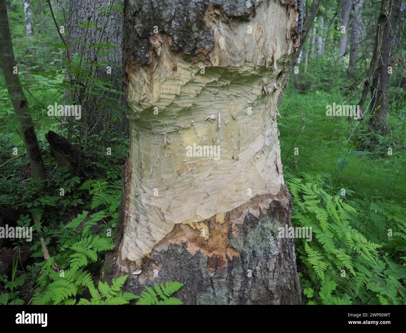 A tree gnawed by a beaver. Damaged bark and wood. The work of a beaver ...