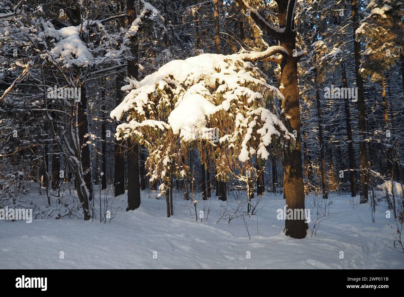 Spruce Picea is a coniferous evergreen tree of the Pine family Pinaceae ...