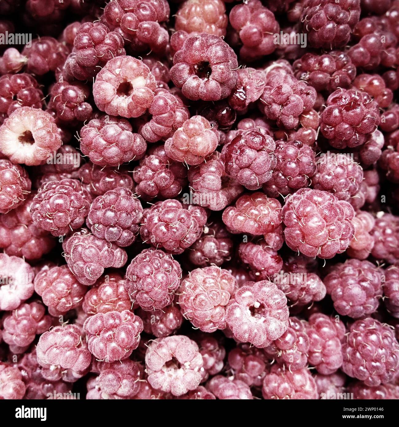 Raspberry background. Large, red, fresh, first-class berries of garden ...