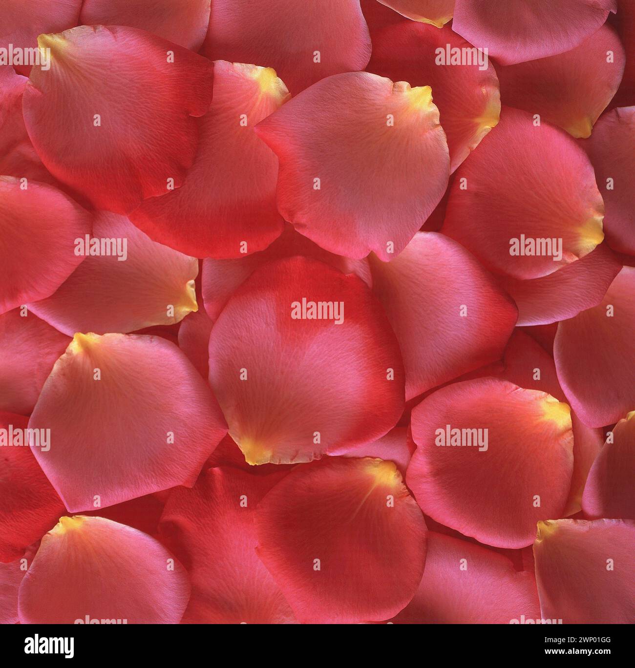 Patterns in petals hi-res stock photography and images - Alamy