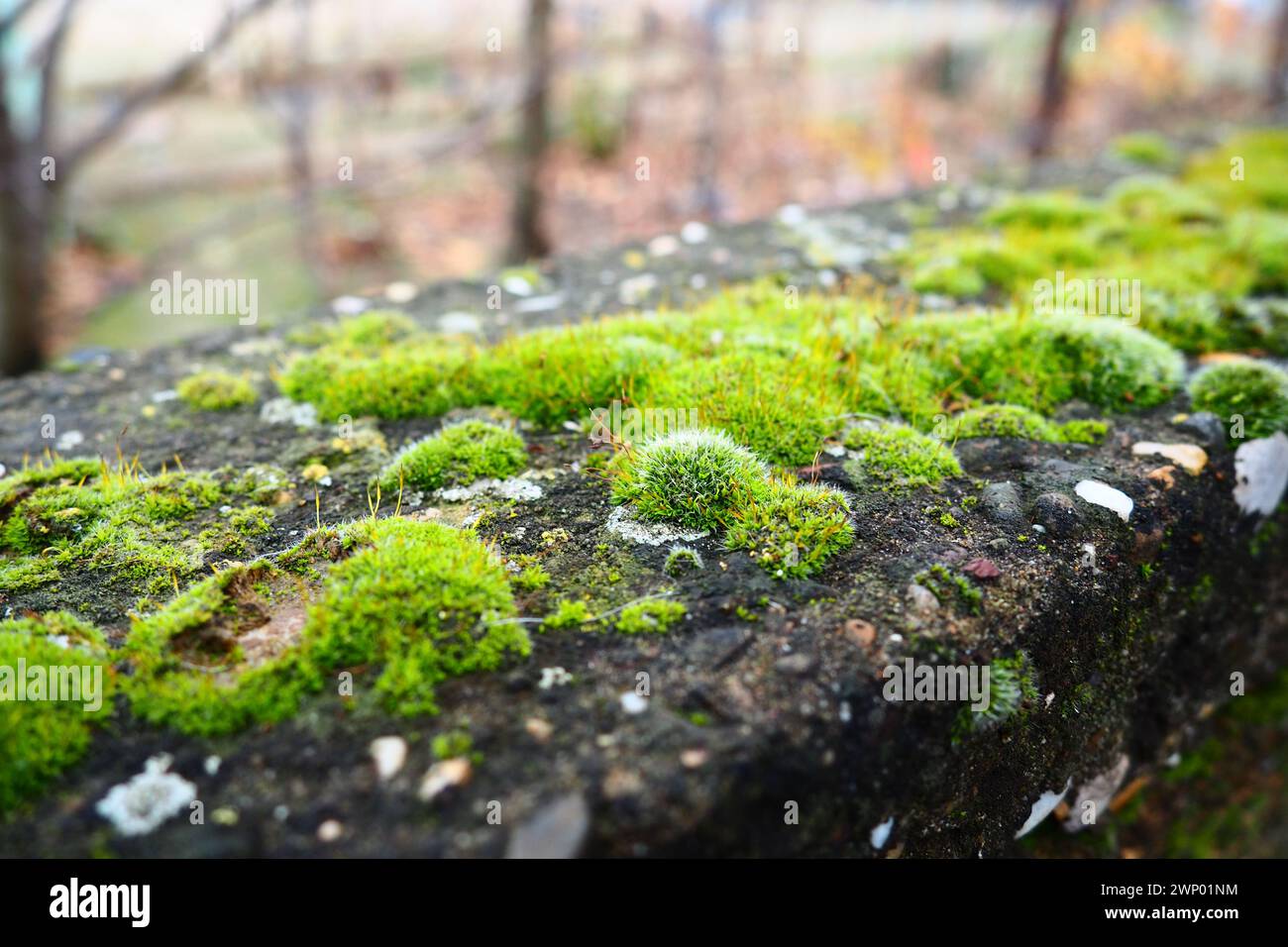 Mossy higher plants or bryophytes. The theme of bryology, the science ...