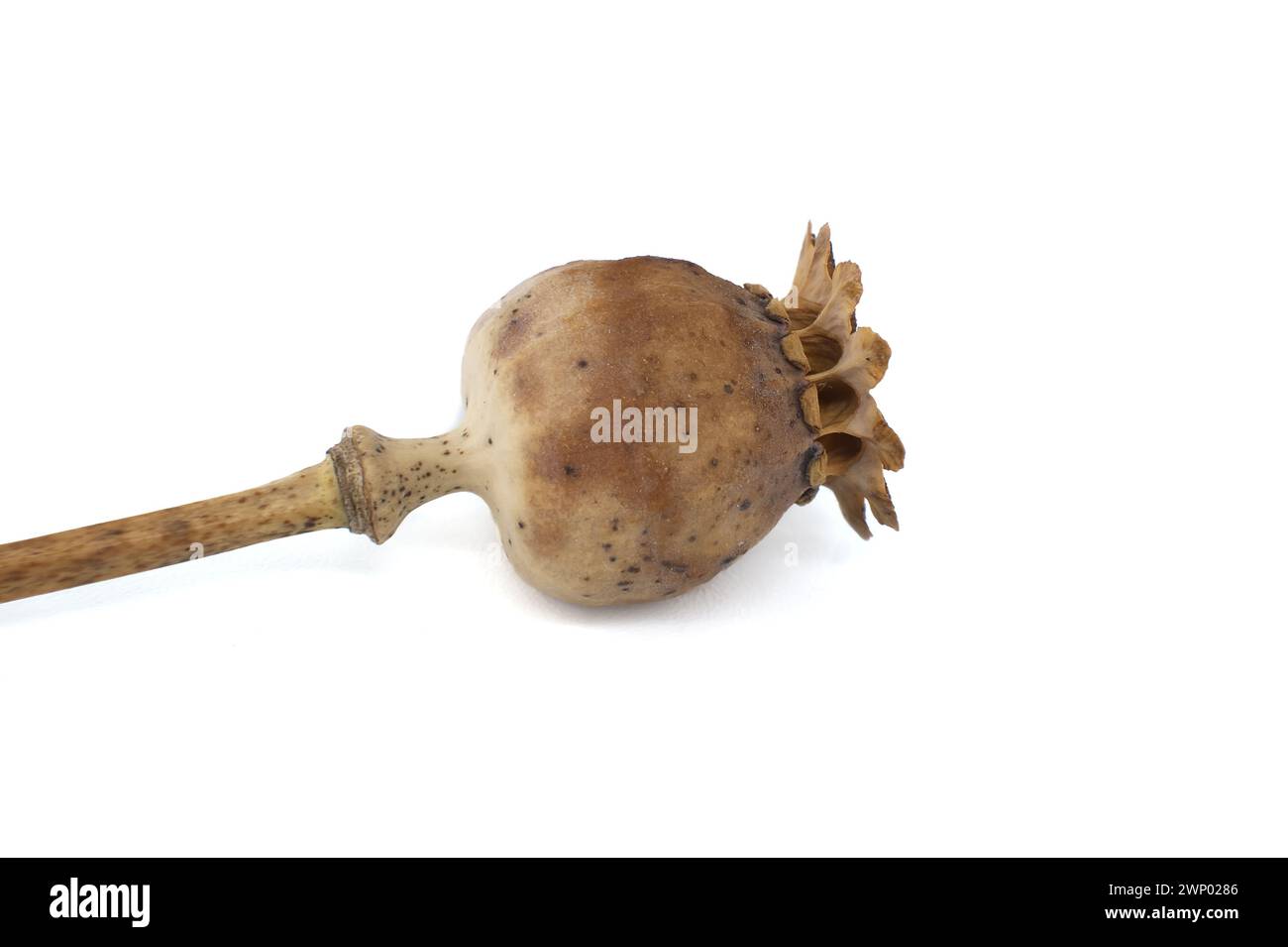 Dried poppy seed pod isolated on white background, full depth of field ...