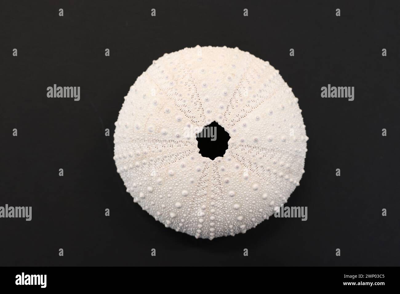 Kina shell ornament hi-res stock photography and images - Alamy