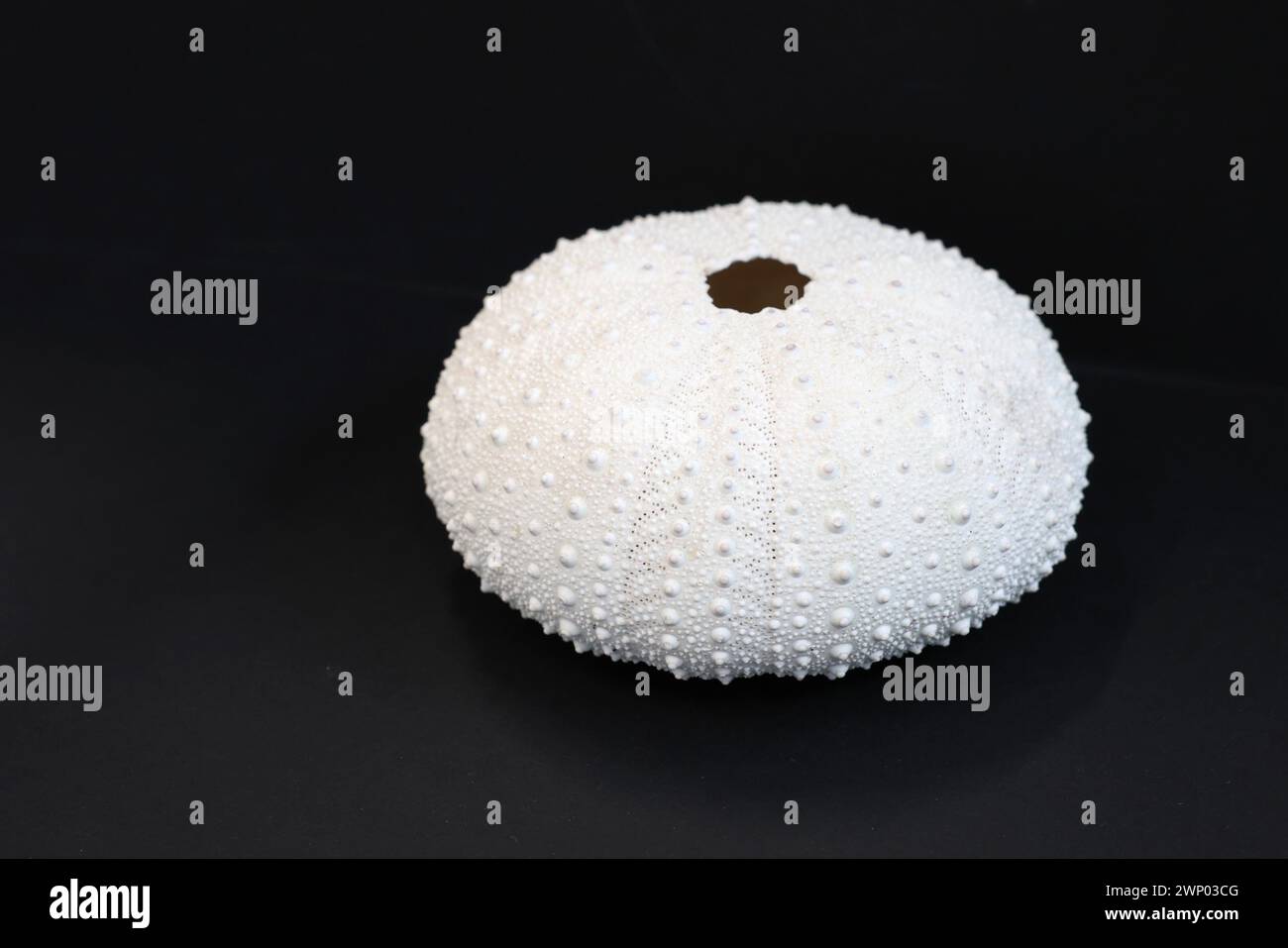 Kina shell hi-res stock photography and images - Alamy