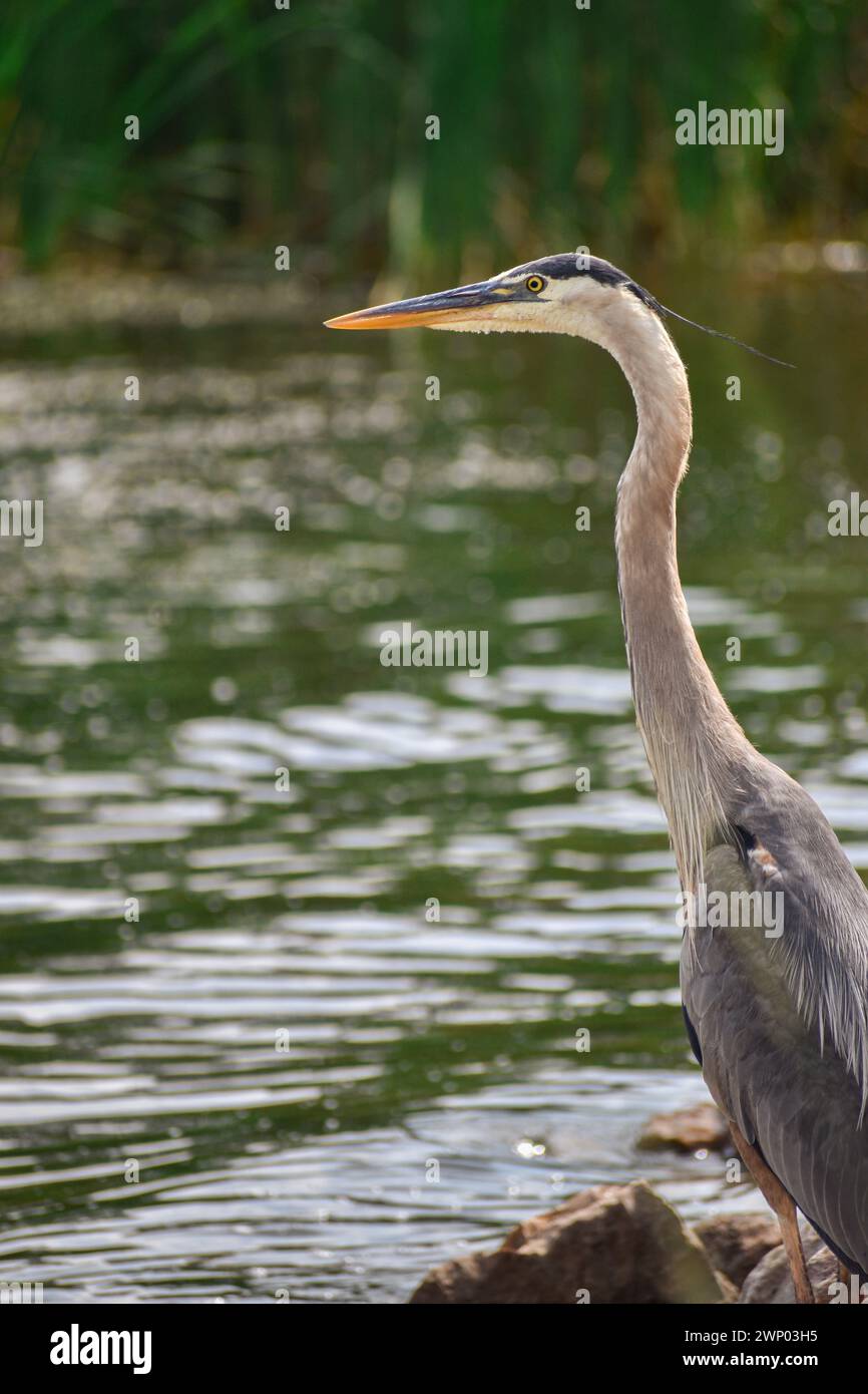 Great Blue Heron standing by the water with green foliage in the ...