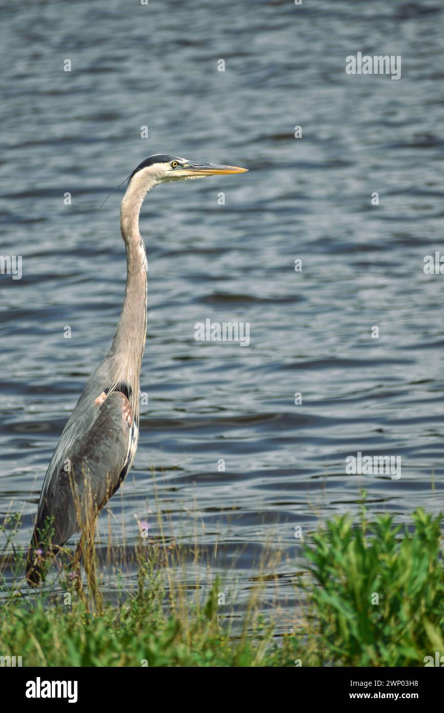 Great Blue Heron standing by the water with green foliage in the ...