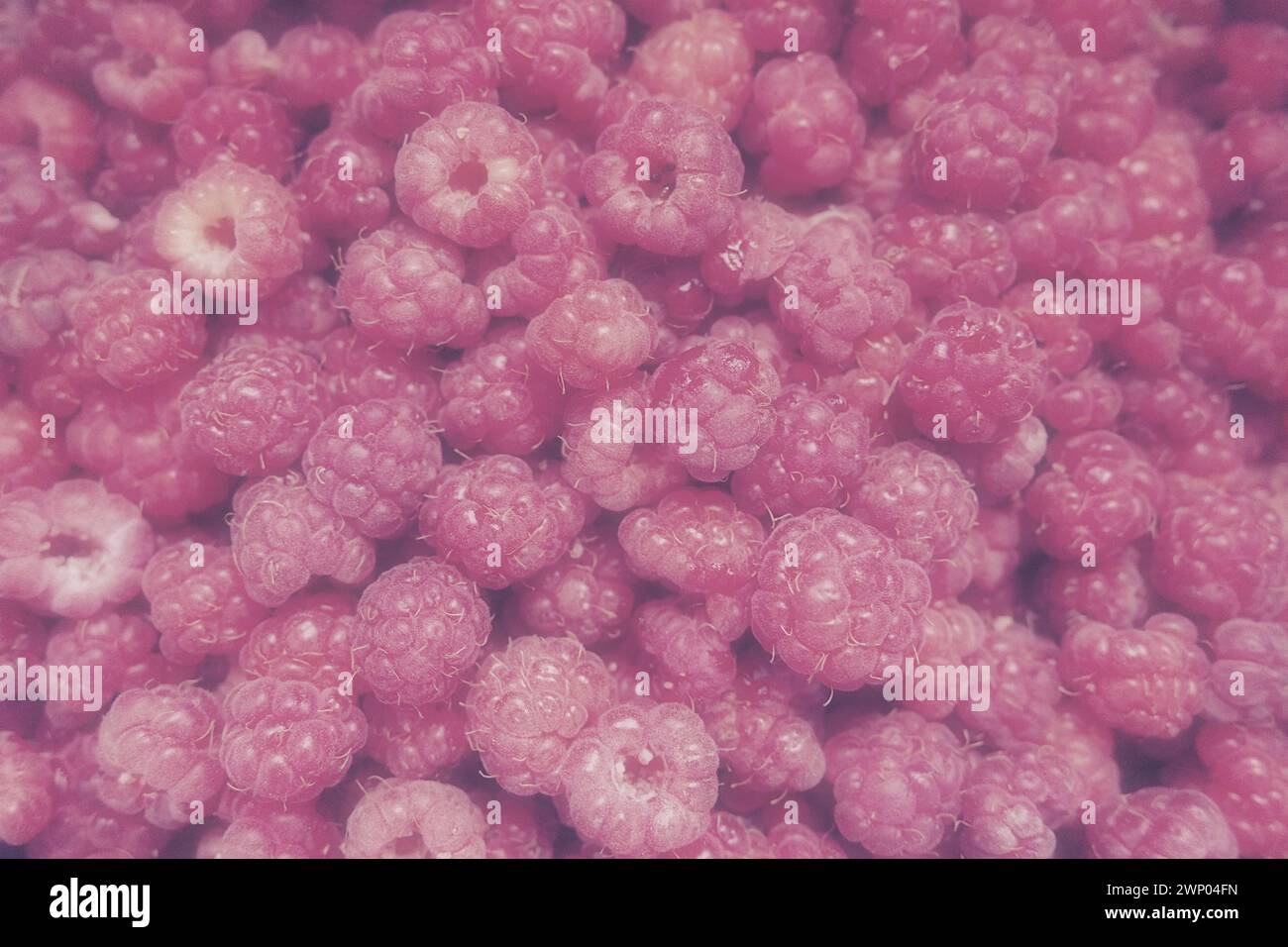 Raspberry background. Large, red, fresh, first-class berries of garden ...