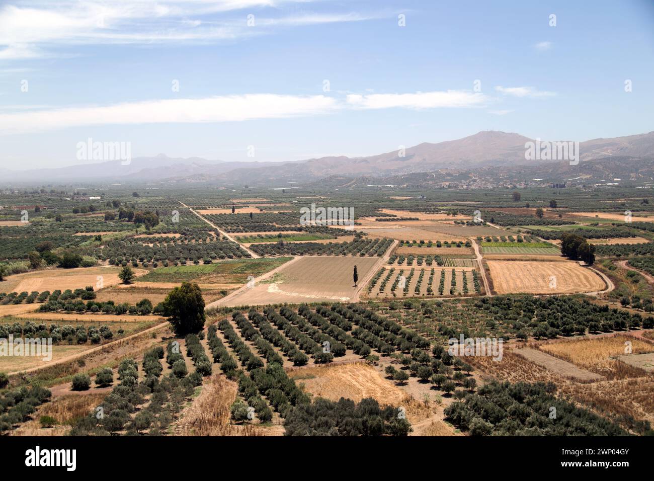 Olive fields on the Mediterranean island of Crete (Greece Stock Photo ...