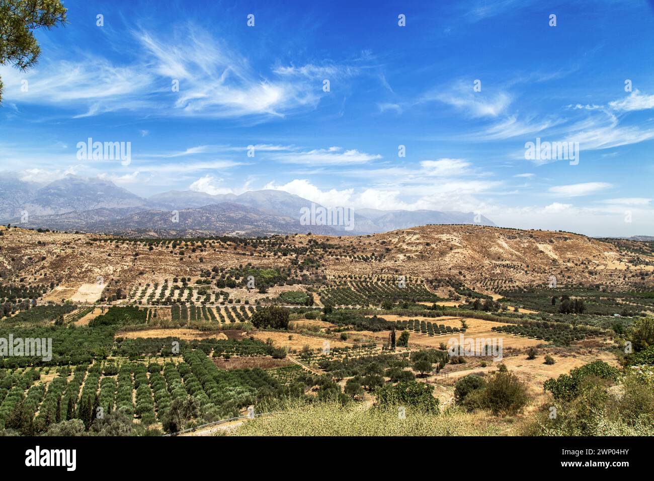 Olive fields on the Mediterranean island of Crete (Greece Stock Photo ...