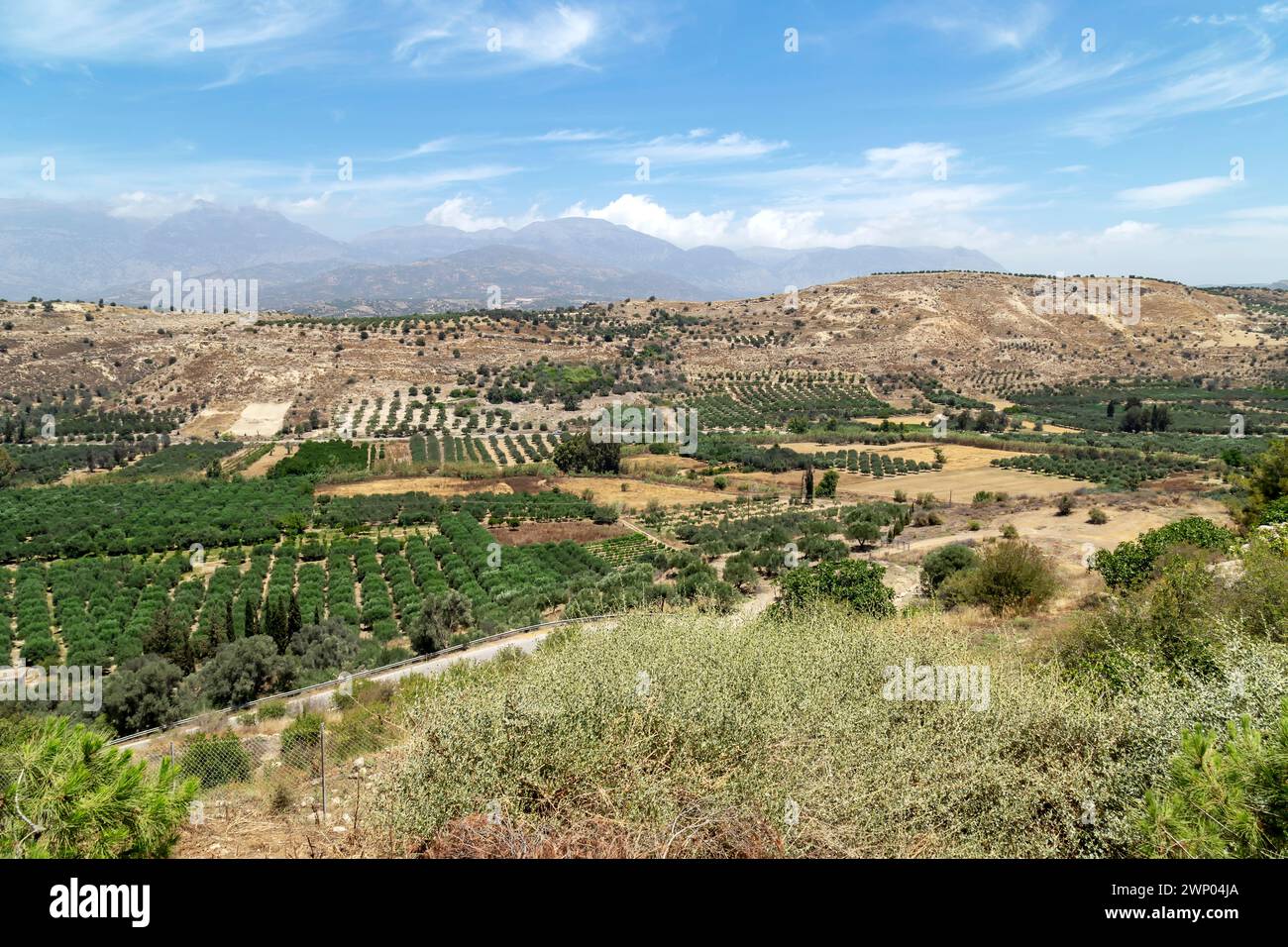 Olive fields on the Mediterranean island of Crete (Greece Stock Photo ...