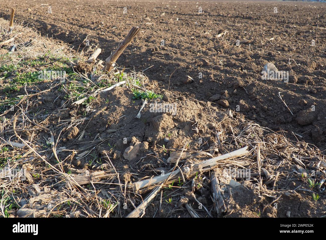 Arable field ready for spring agricultural work. Plowed black earth ...