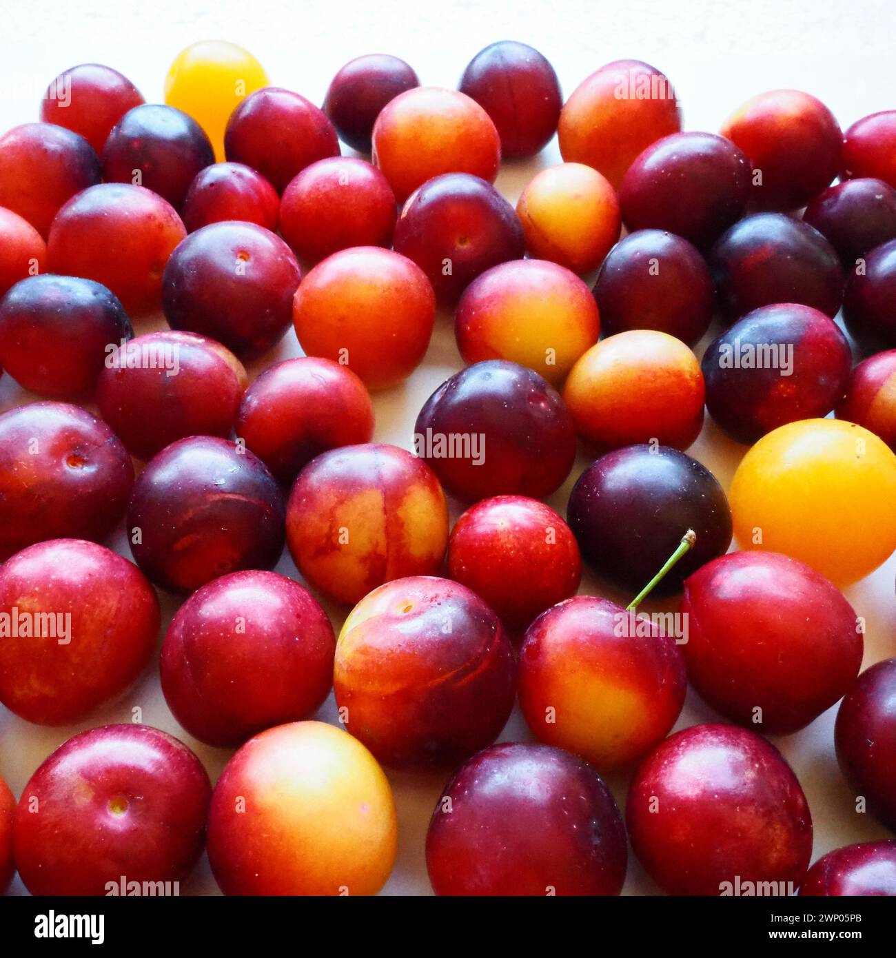 Prunus cerasifera ehrh hi-res stock photography and images - Alamy