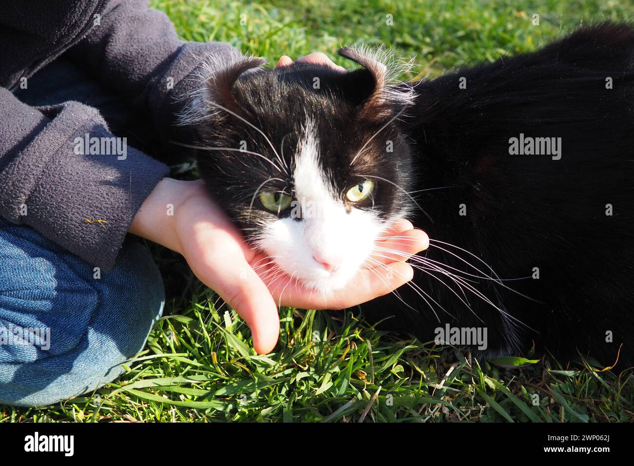 A Caucasian boy holds the head of a black and white cat and shows the ...