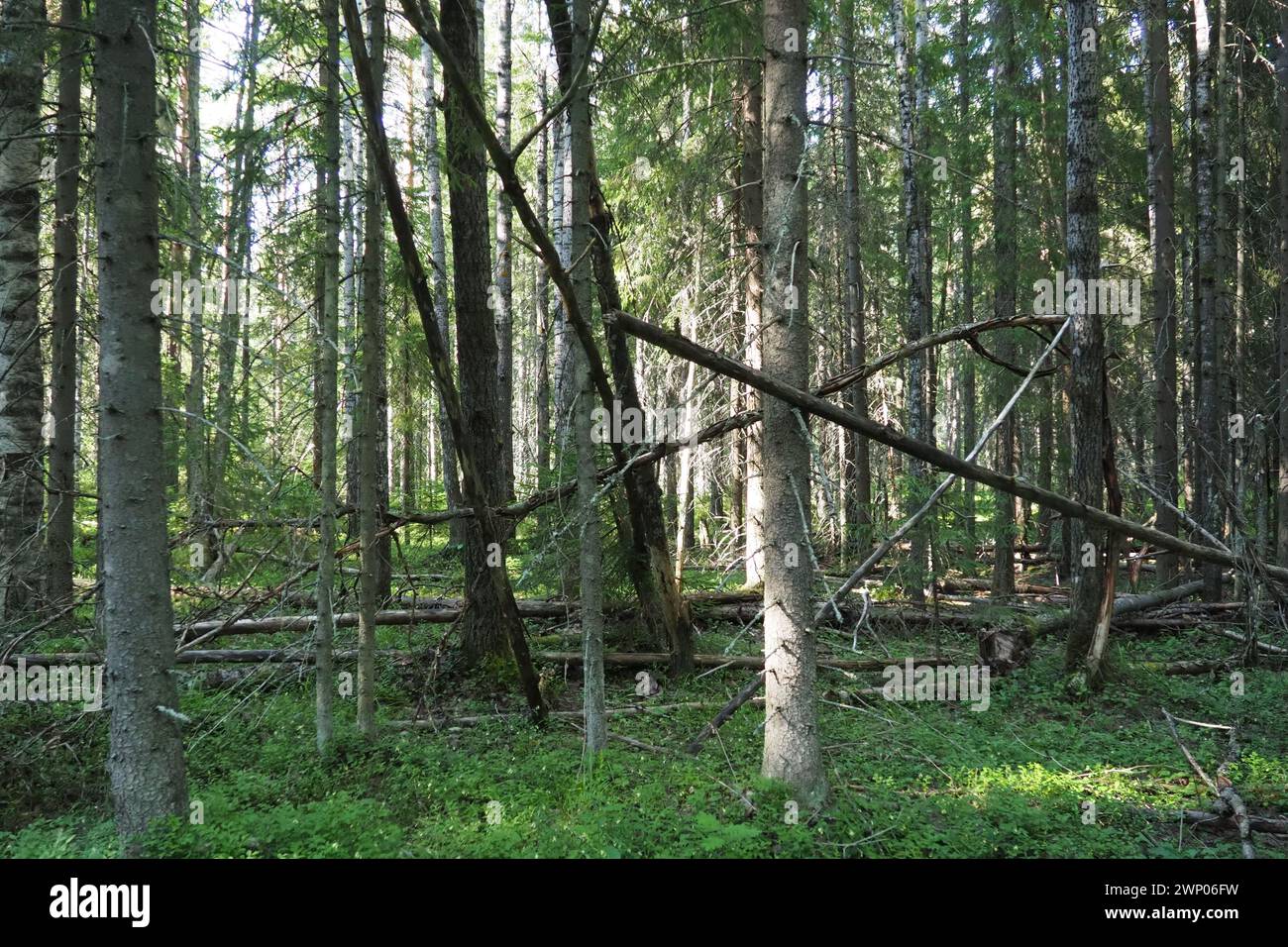 Taiga biome dominated by coniferous forests. Picea spruce, genus of ...