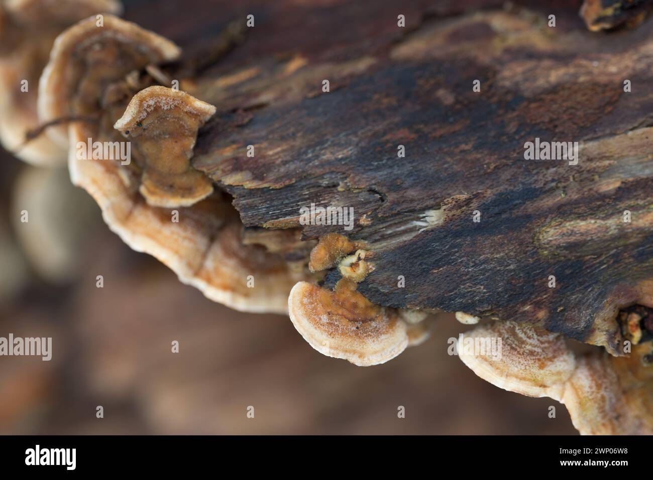 Fungal colony hi-res stock photography and images - Alamy