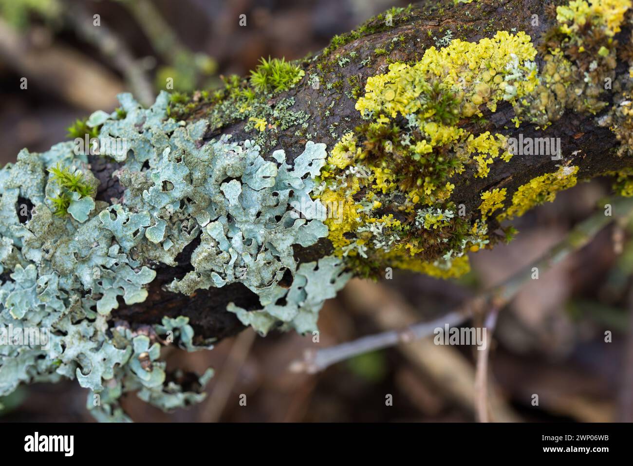 Lichened symbiotic hi-res stock photography and images - Alamy