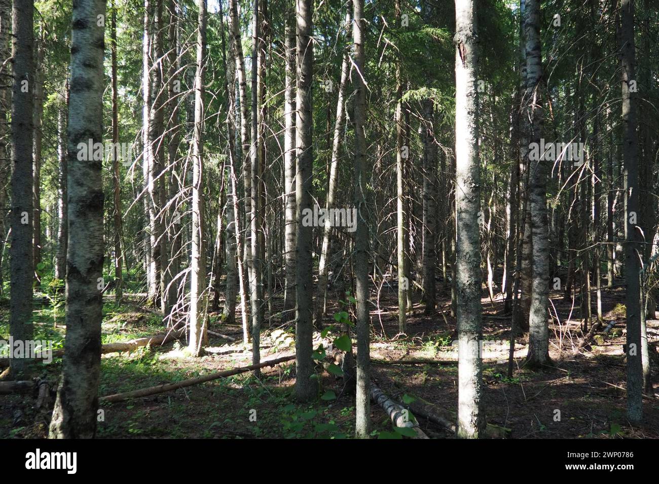 Taiga biome dominated by coniferous forests. Picea spruce, genus of ...