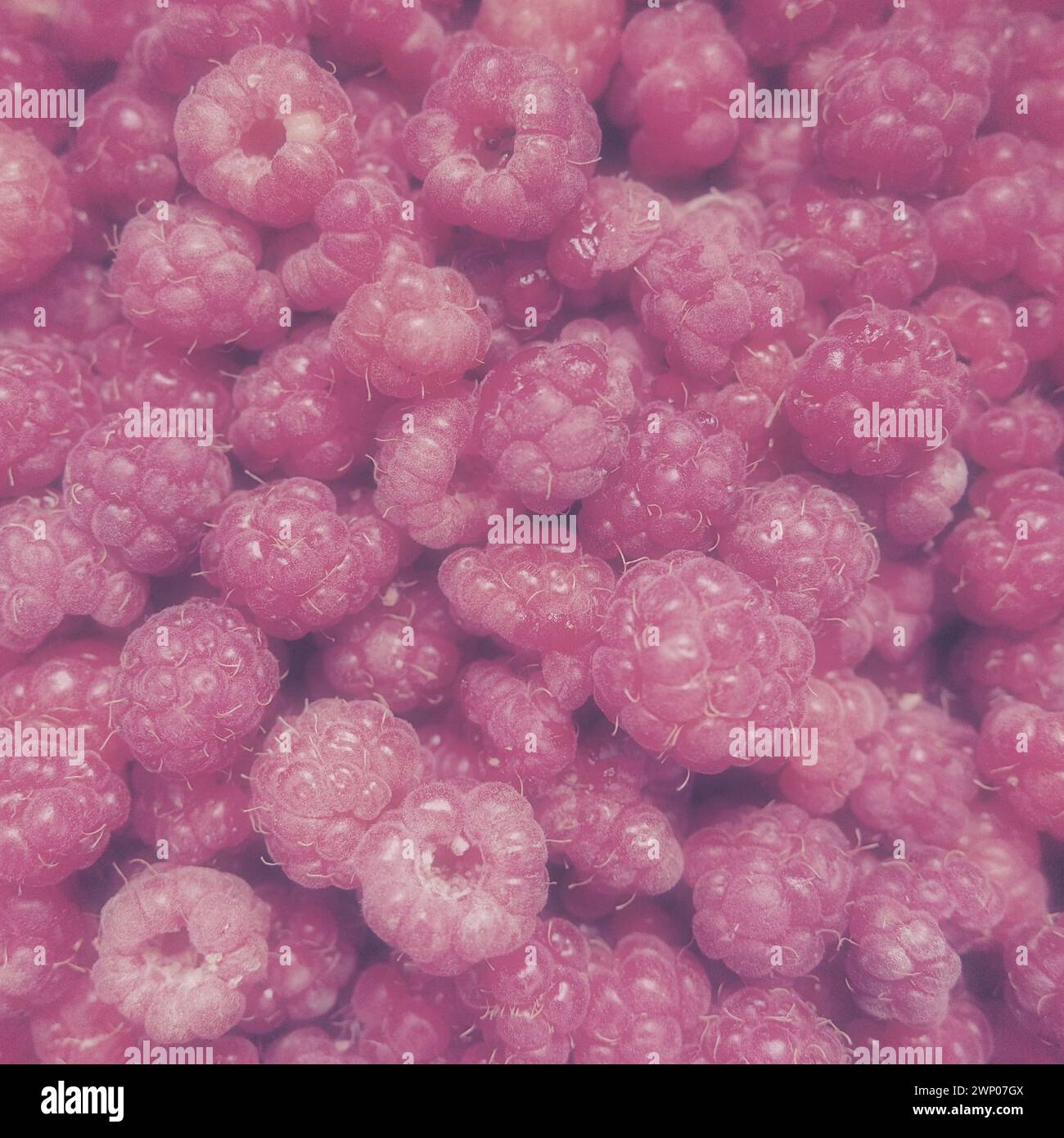 Raspberry background. Large, red, fresh, first-class berries of garden ...