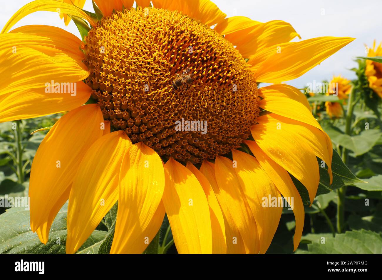 The Helianthus sunflower is a genus of plants in the Asteraceae family ...