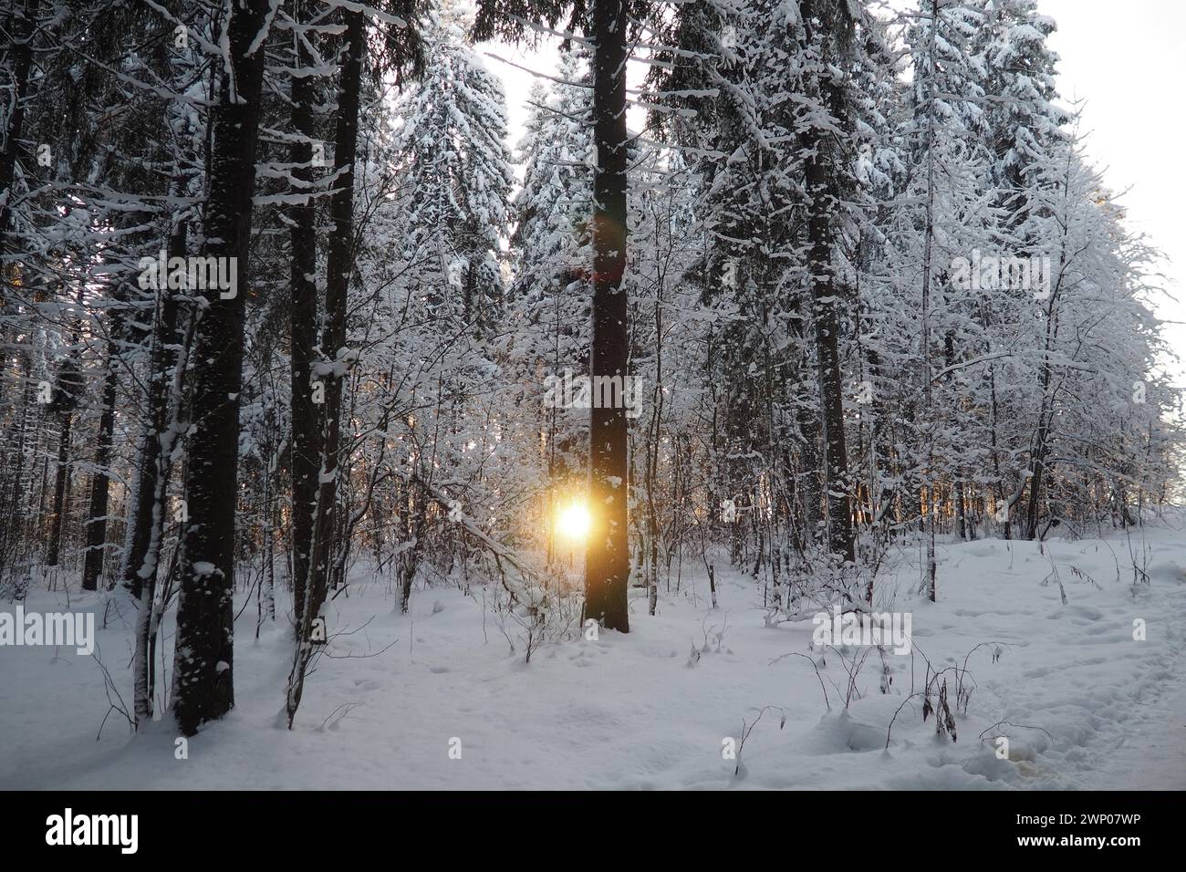 Spruce Picea is a coniferous evergreen tree of the Pine family Pinaceae ...