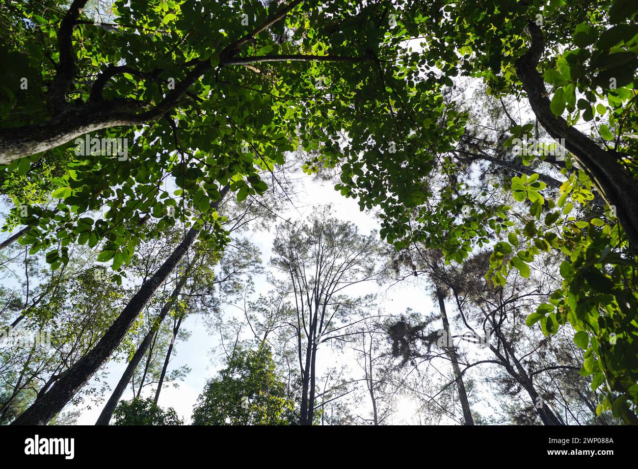 bottom view of high tall pine tree in the middle of the pine woods ...