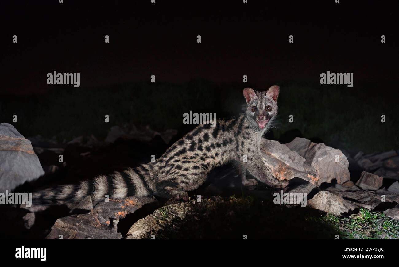 Common genet in front of nature background Stock Photo - Alamy