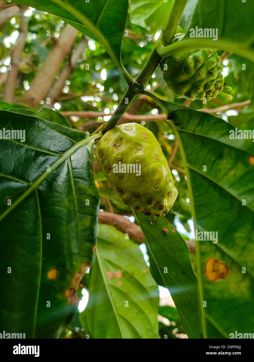 Noni tree hi-res stock photography and images - Alamy