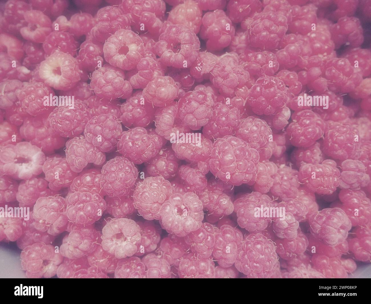 Raspberry background. Large, red, fresh, first-class berries of garden ...