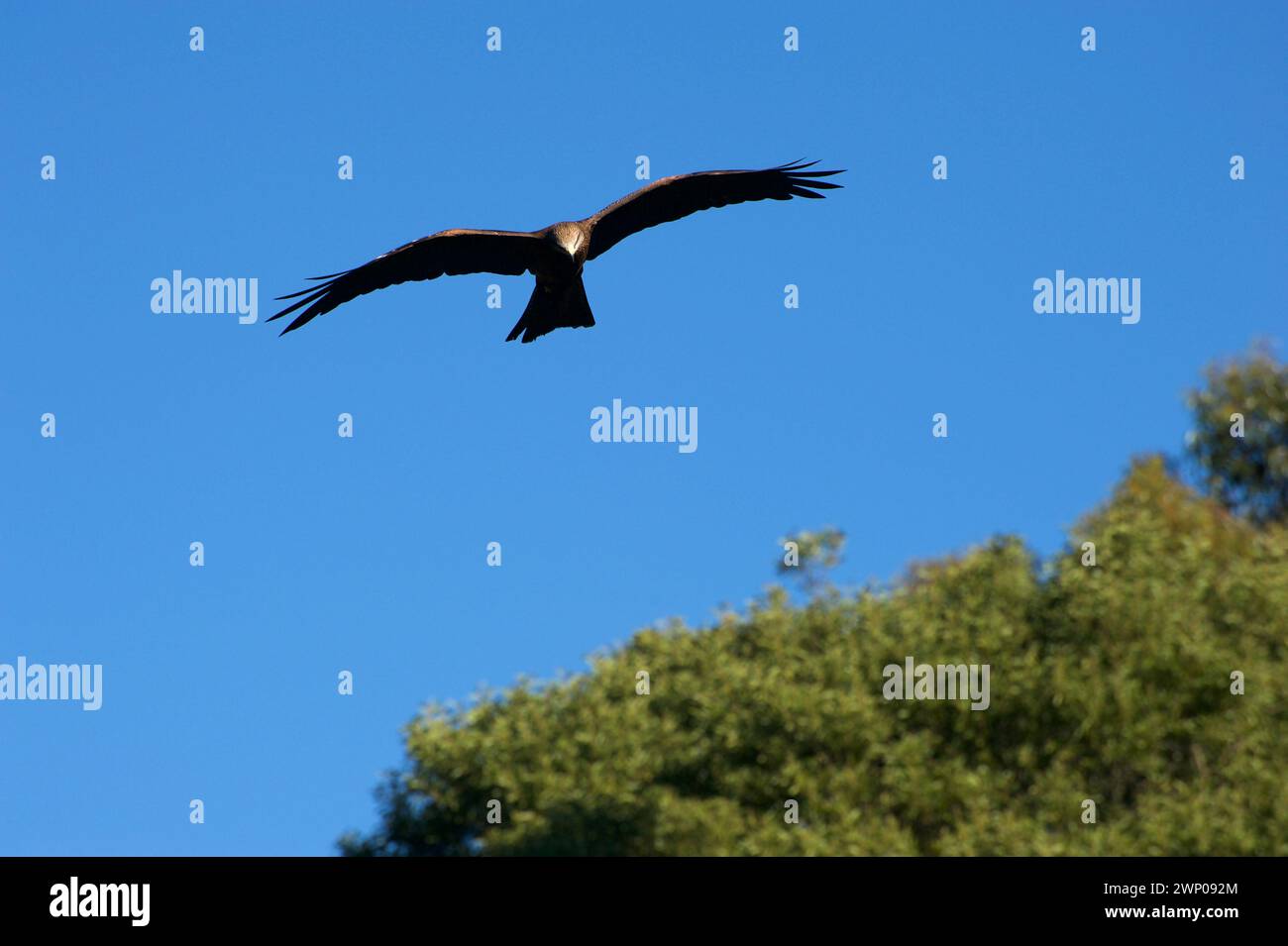 Australian black hawk hi-res stock photography and images - Alamy