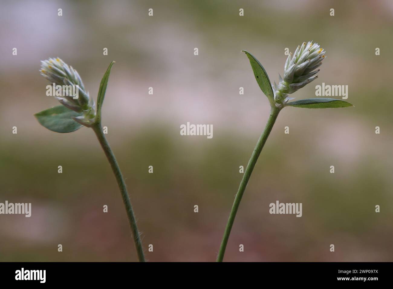 Rugia plants from the Acanthaceae family with a blurred background ...