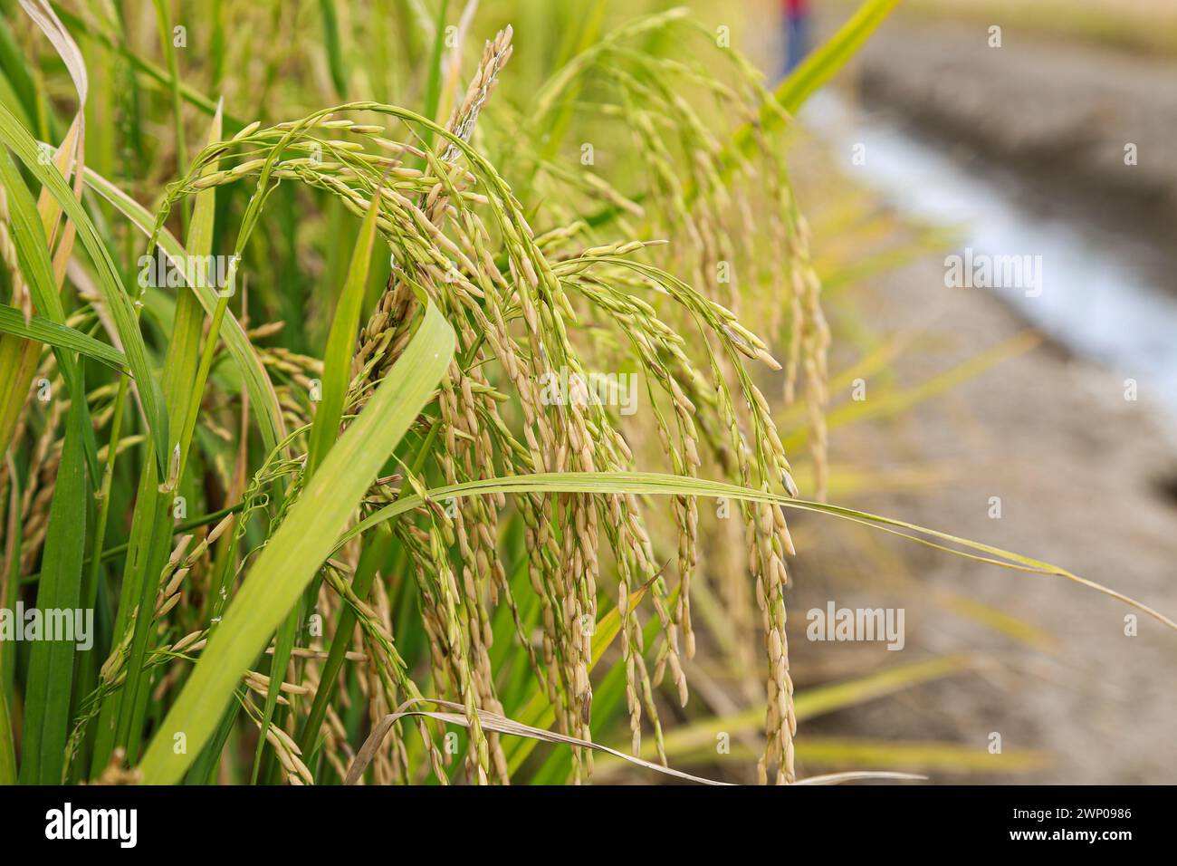 A yellowing rice plant Stock Photo - Alamy