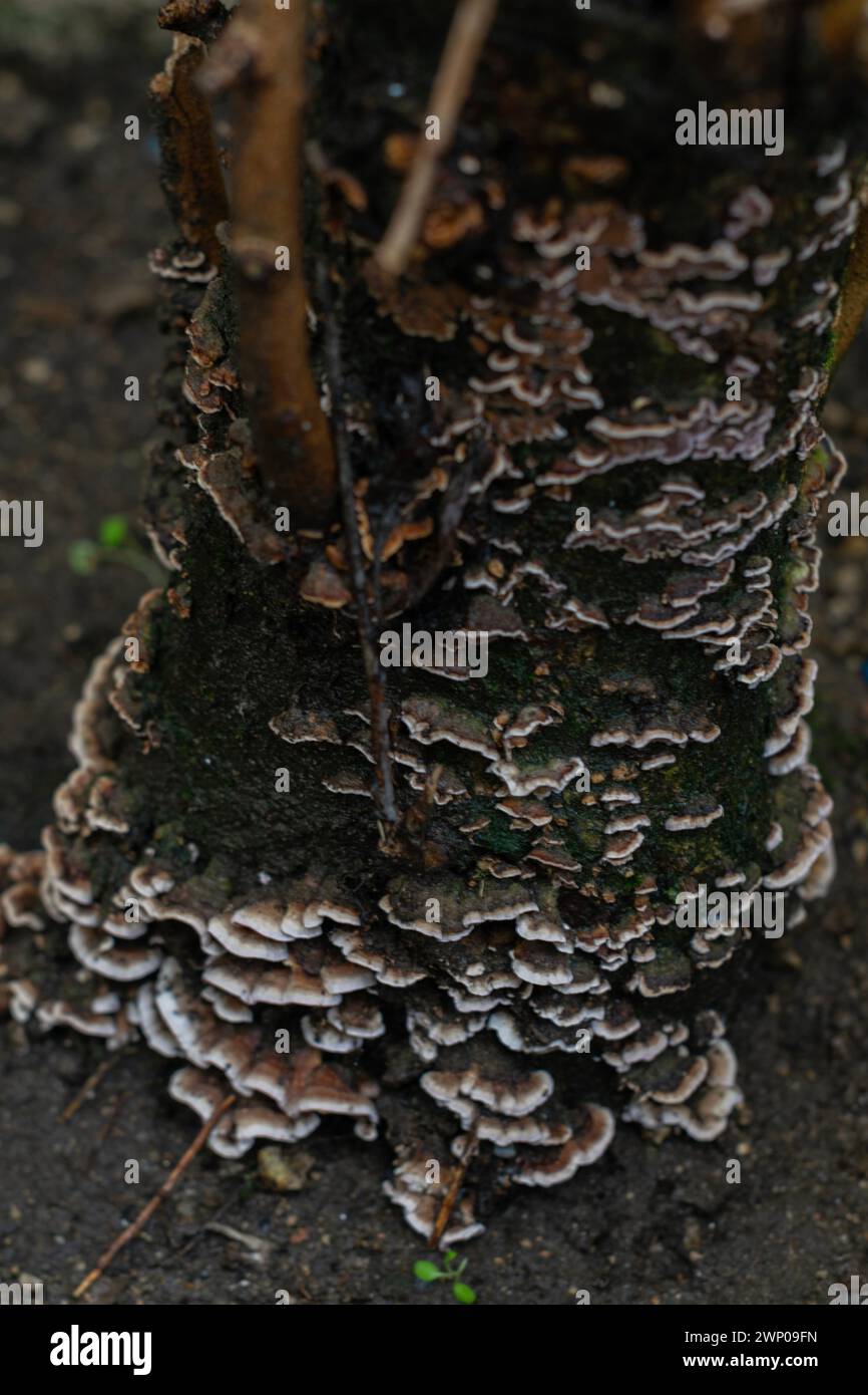 Pinkish small fungi mushroom's on trees. Portuguese fungi species in ...