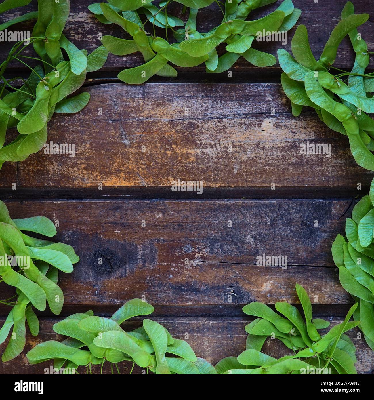 Green maple seeds along the edges of a wooden background made of ...