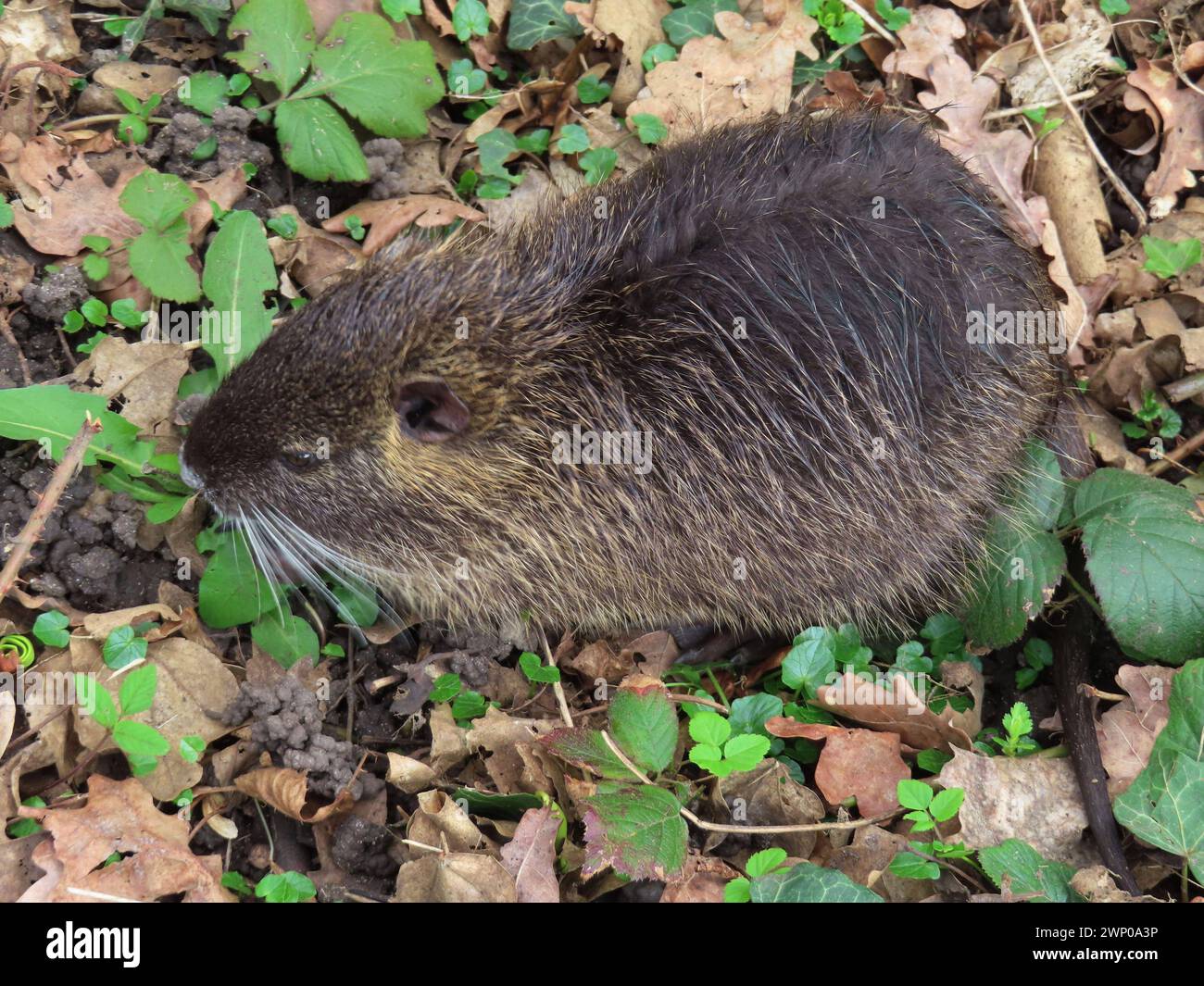 Big nutria hi-res stock photography and images - Alamy