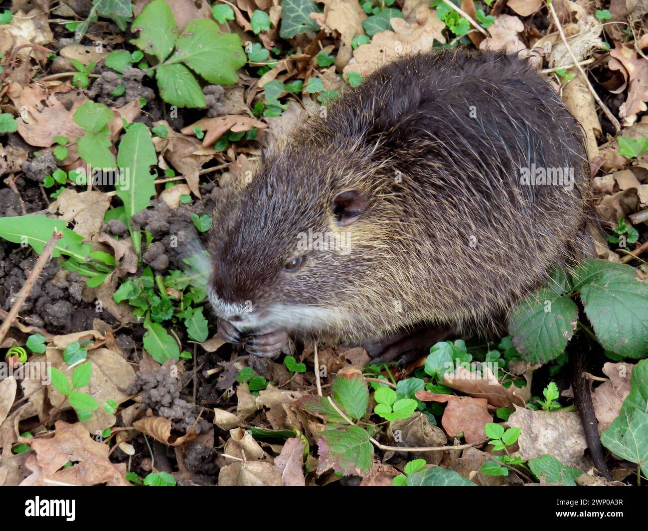 Alles Große faengt mal klein an - so auch bei diesem Nutria Baby Nutria ...