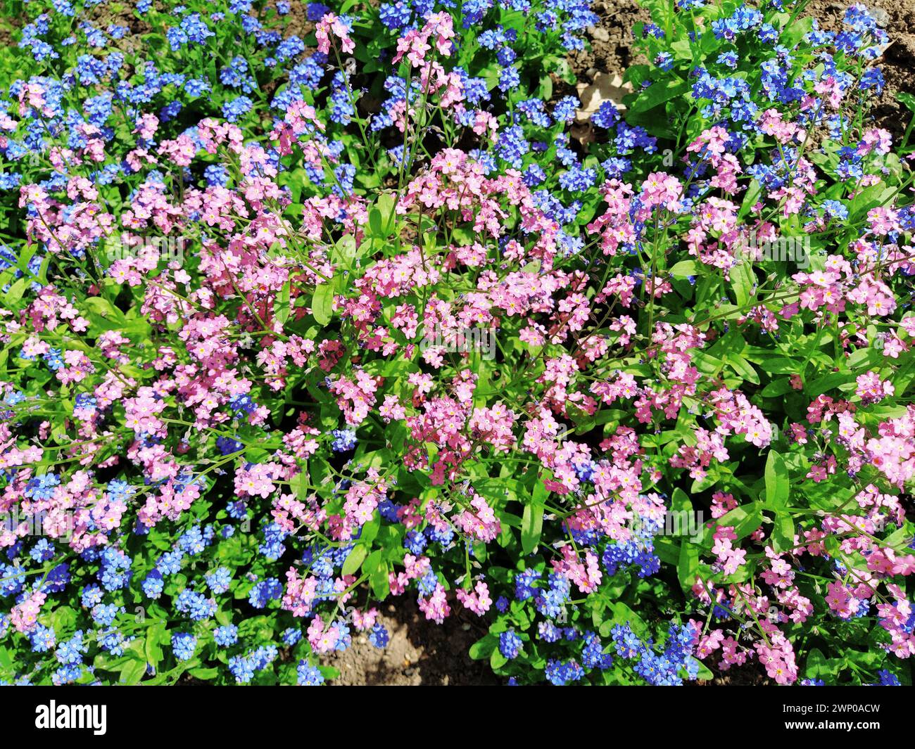 Forget-me-nots. Myosotis flowering plants in the family Boraginaceae ...
