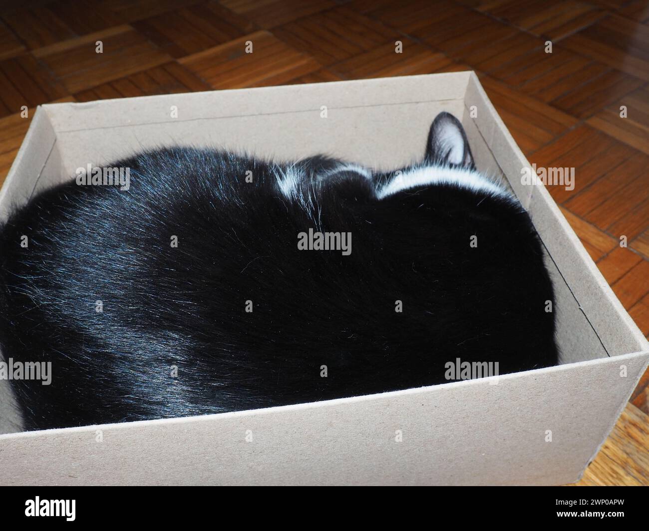 Cat inside a box hi-res stock photography and images - Alamy