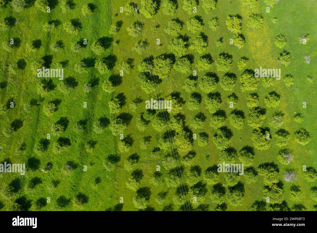 Aerial view apple orchard in hi-res stock photography and images - Alamy