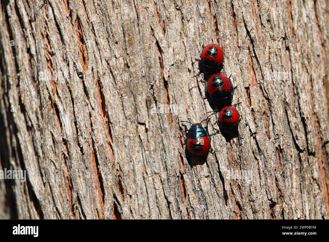 Red Jewel Bugs (Choerocoris paganus) on bark , South Australia Stock ...